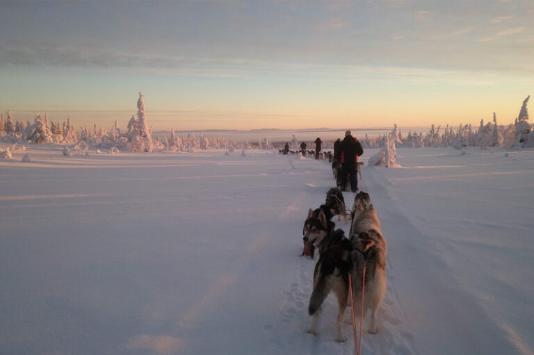 What should you wear for husky sledding in Lapland? | Livo Arctic